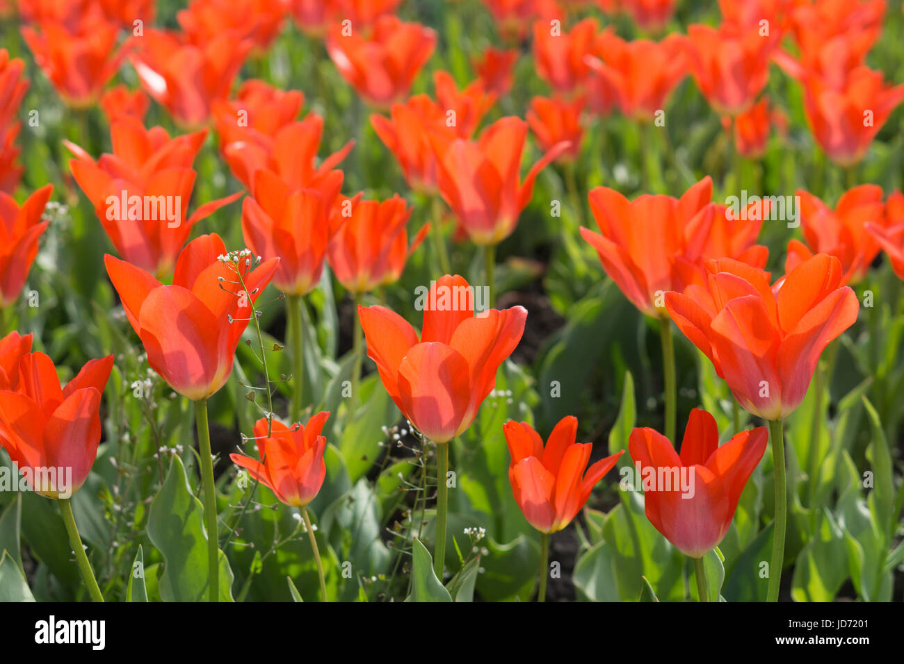 many buds of red tulip blossom in a spring garden Stock Photo - Alamy