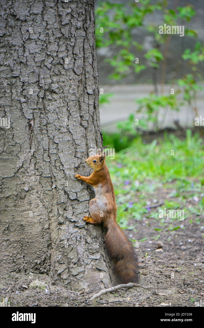 the squirrel climbs up in the tree trying to avoid unwanted attention ...