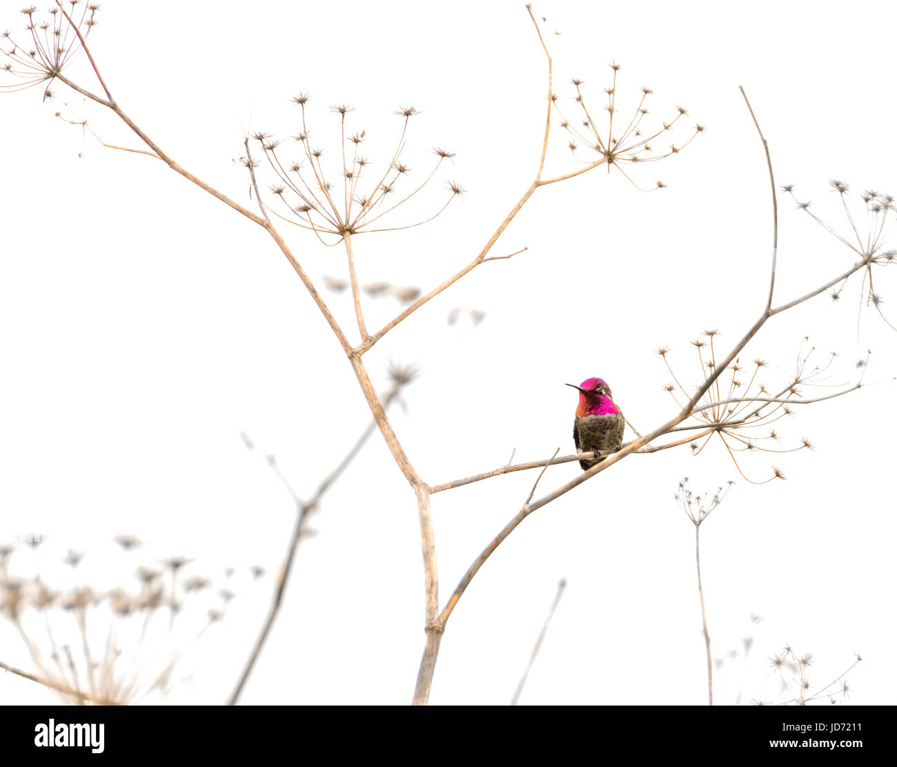 Hummingbird standing on a dry plant against white background Stock ...