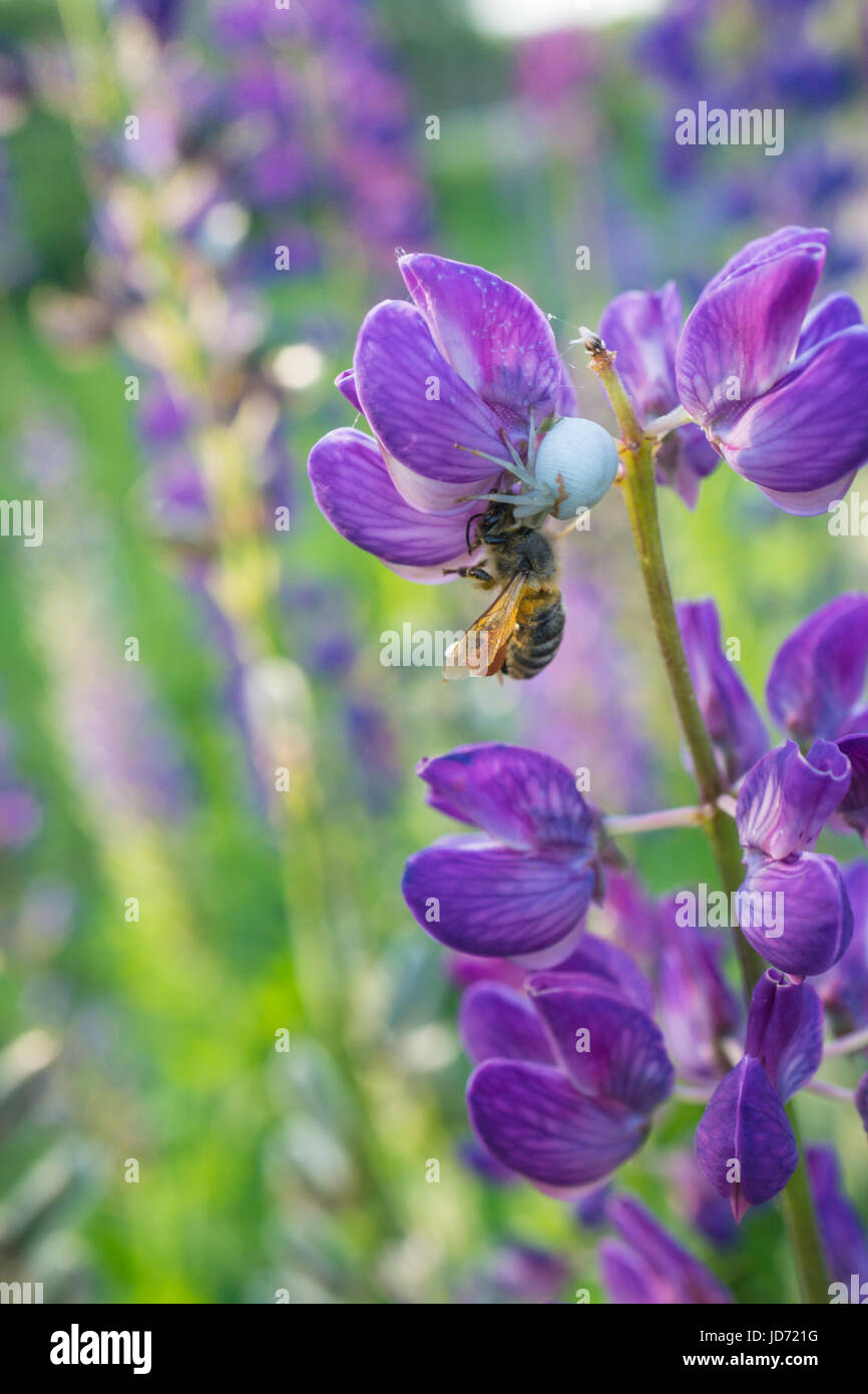 white spider caught a bee on a blue flower. macro shot. innocent victim ...