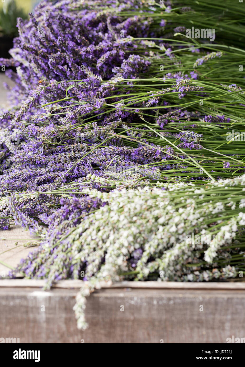 Therapeutic lavender hi-res stock photography and images - Alamy