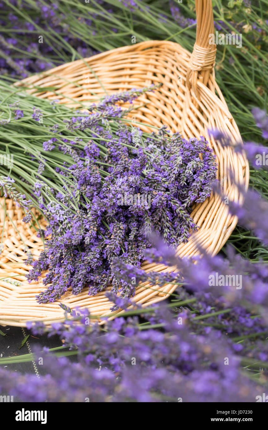 Fresh harvested lavender Stock Photo - Alamy