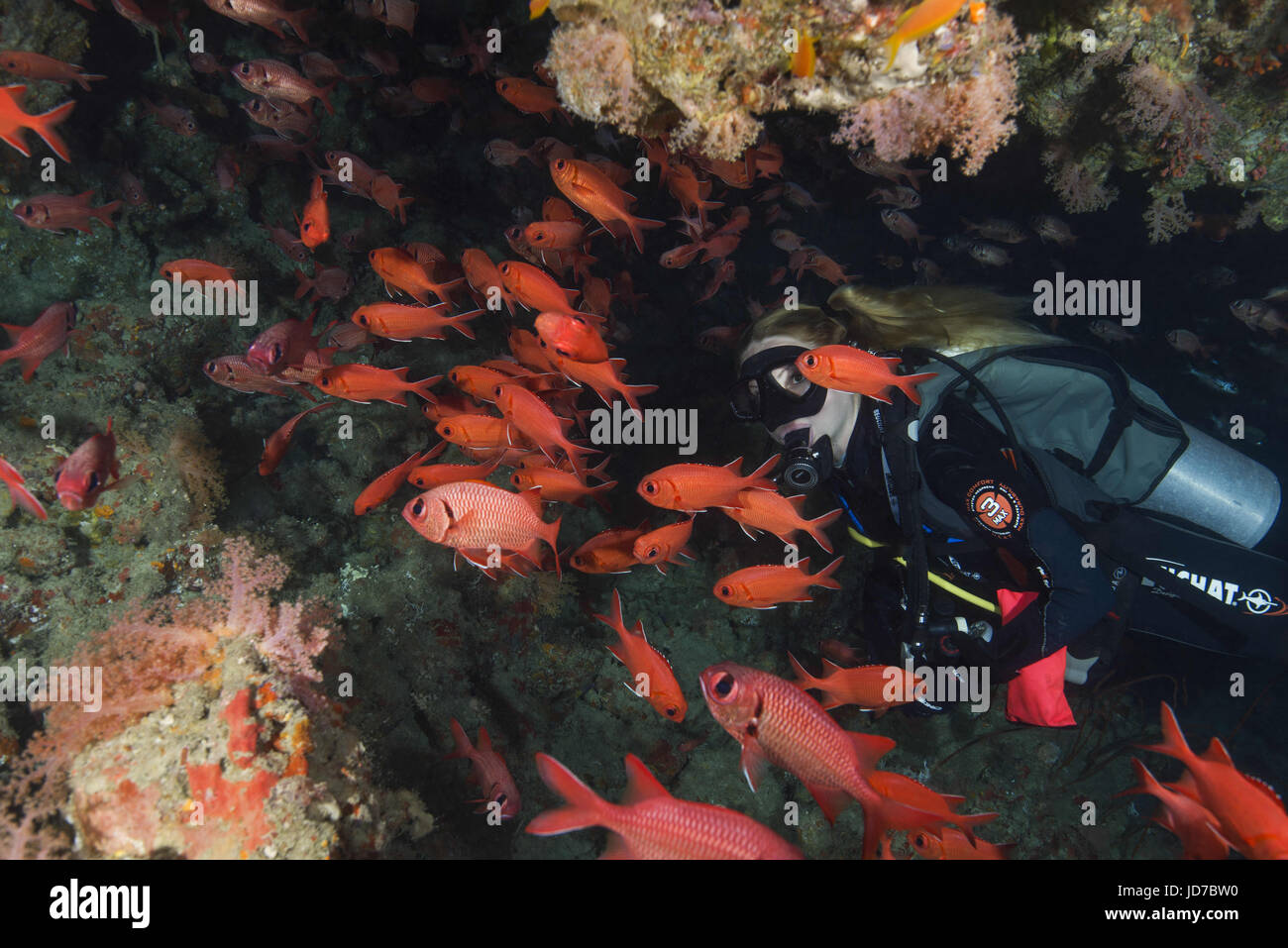 Common bigeye priacanthus hamrur on hi-res stock photography and images ...