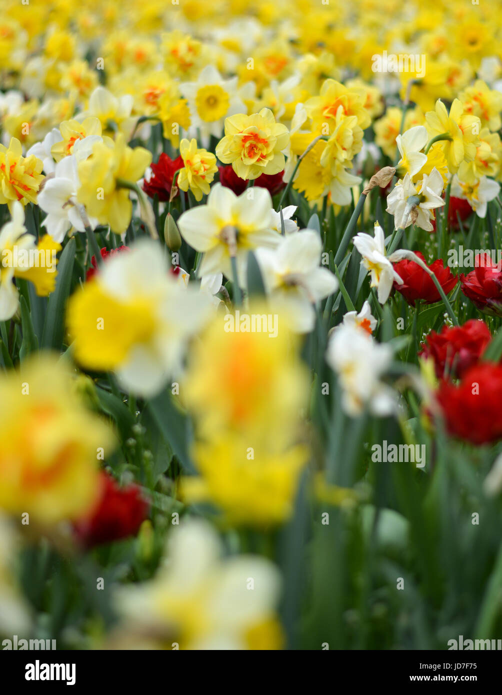A field of different beautiful spring flowers in a park Stock Photo - Alamy