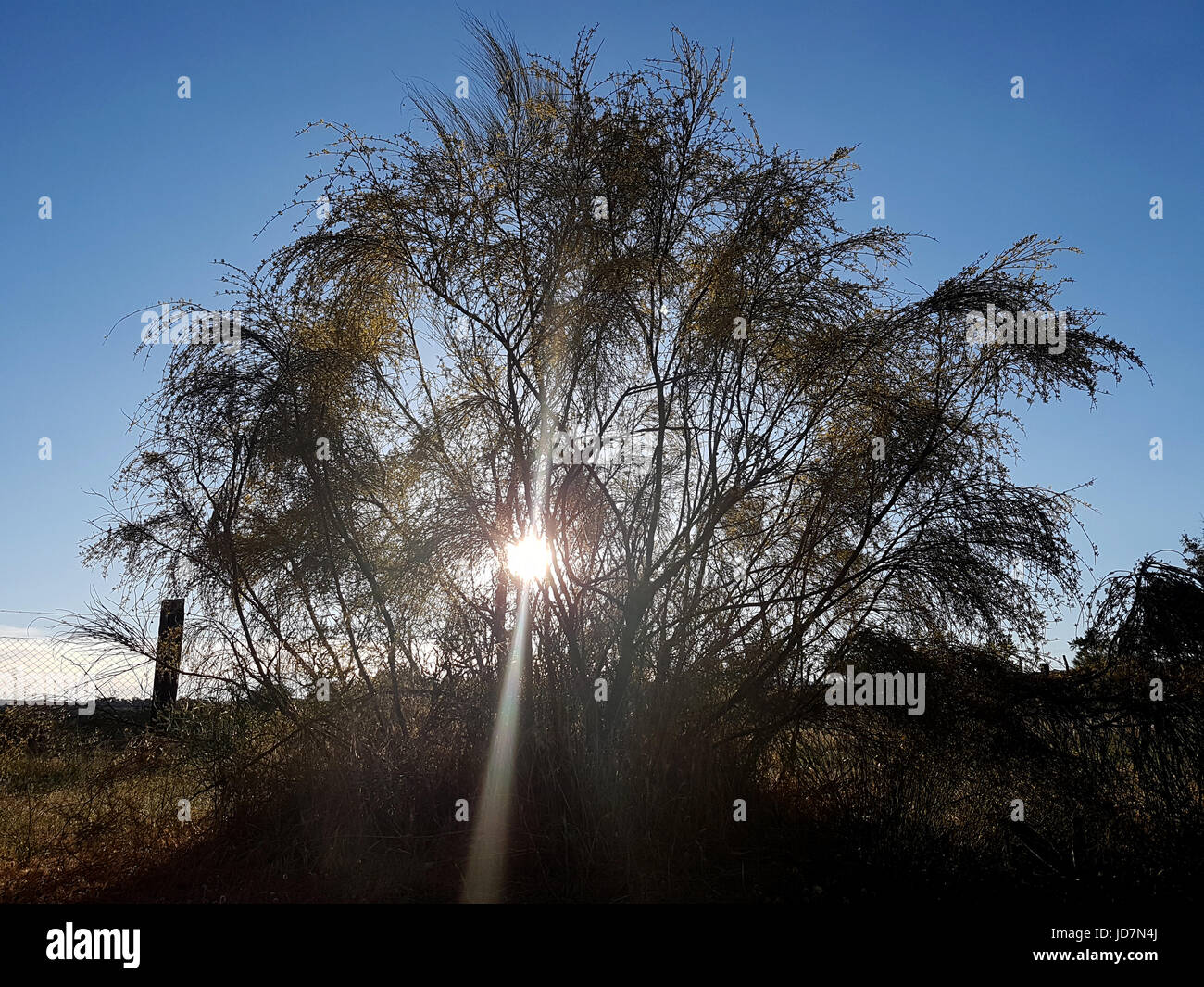 backlight of tree in the forest Stock Photo - Alamy