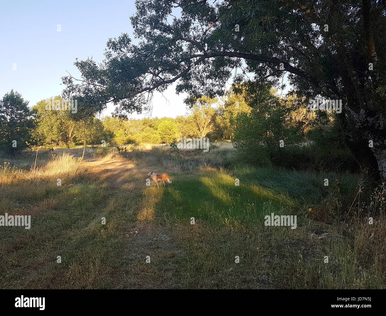 backlight of tree in the forest Stock Photo - Alamy