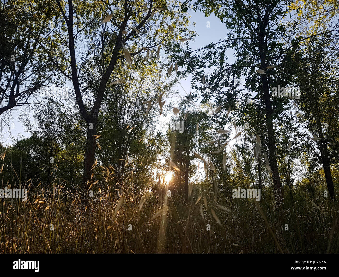 Sunset in the forest Stock Photo - Alamy