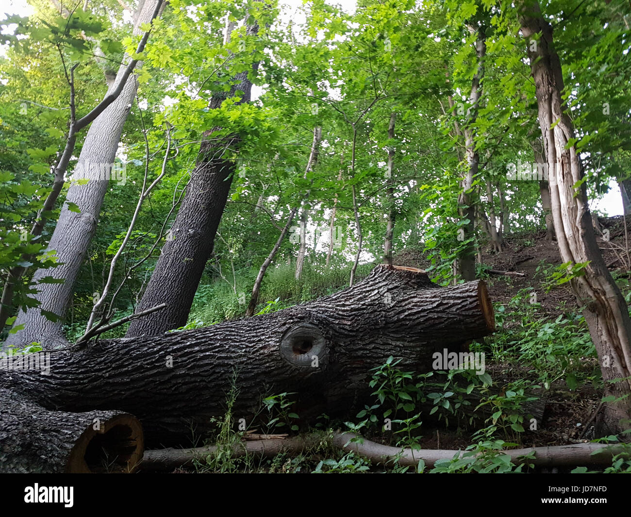 germany forest in Bavaria Stock Photo - Alamy