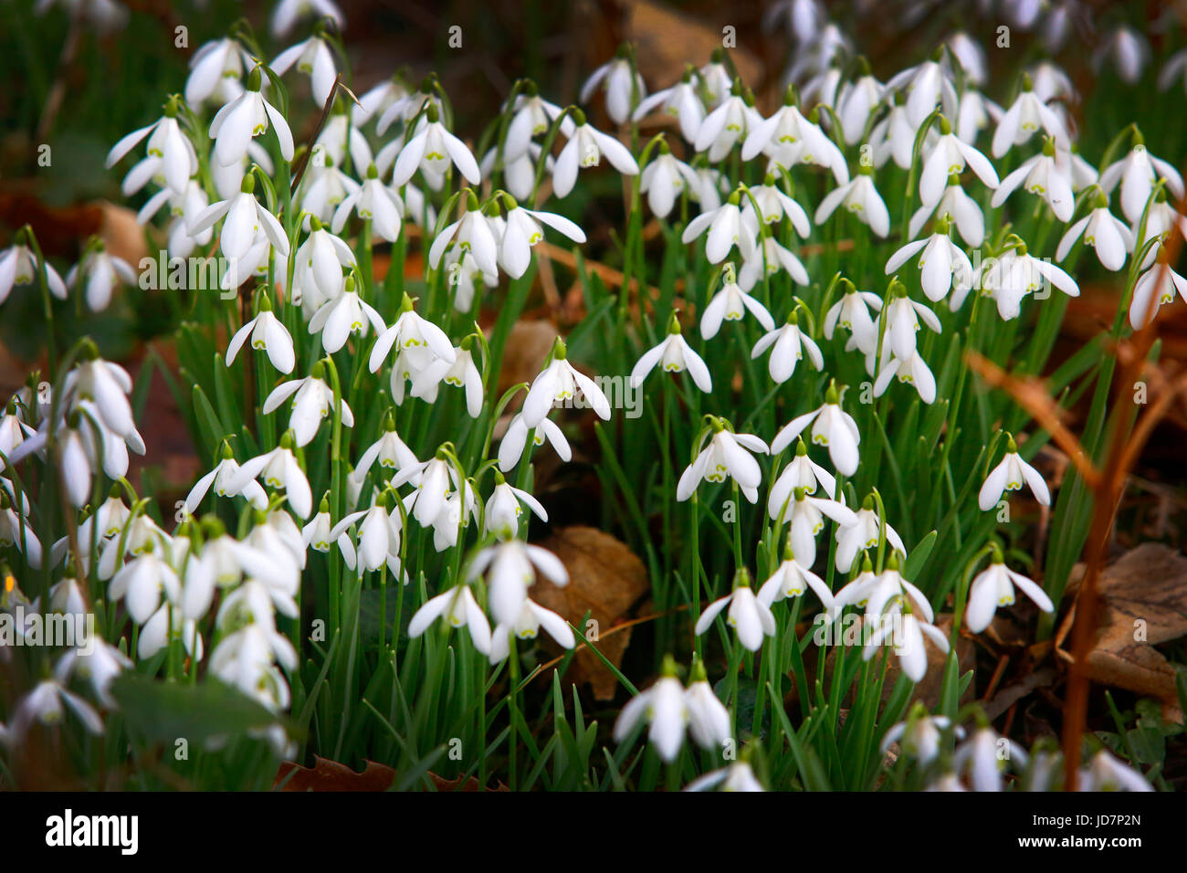Snowdrop Valley near Wheddon Cross on Exmoor, Somerset Stock Photo - Alamy