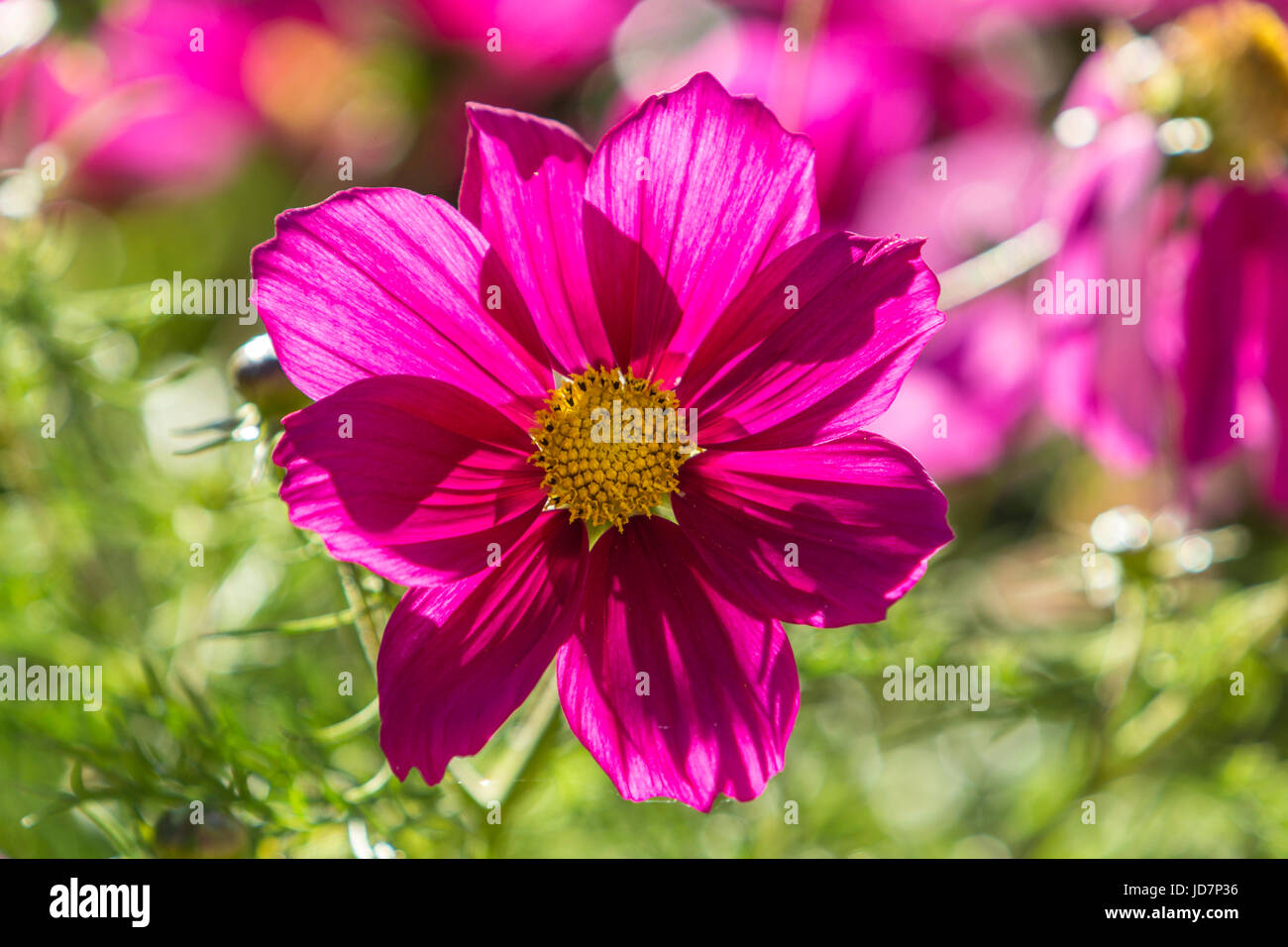 Vibrant pink cosmos flowers with bright yellow centres Stock Photo - Alamy