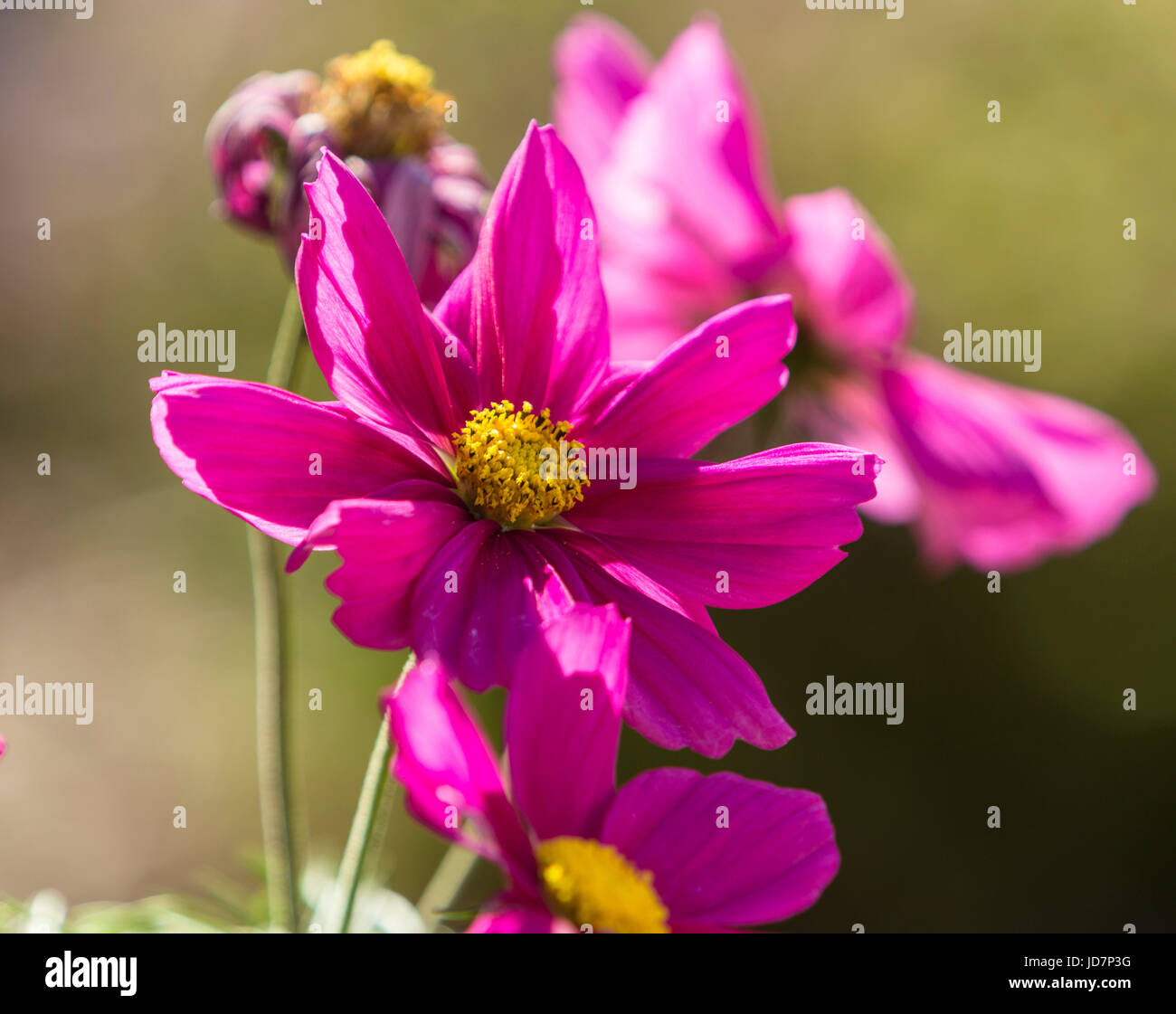 Vibrant pink cosmos flowers with bright yellow centres Stock Photo - Alamy