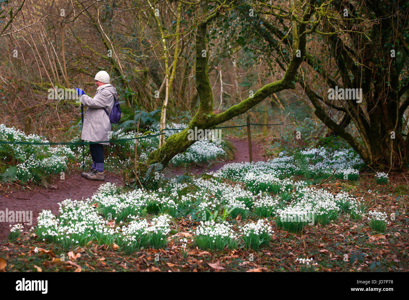 Snowdrop Valley near Wheddon Cross on Exmoor, Somerset Stock Photo - Alamy