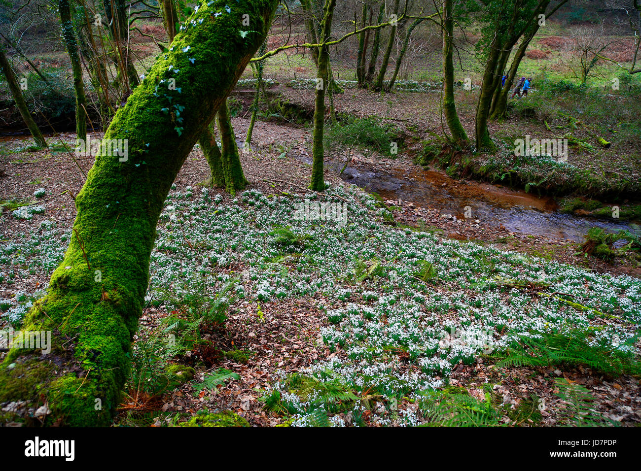 Snowdrop Valley near Wheddon Cross on Exmoor, Somerset Stock Photo - Alamy