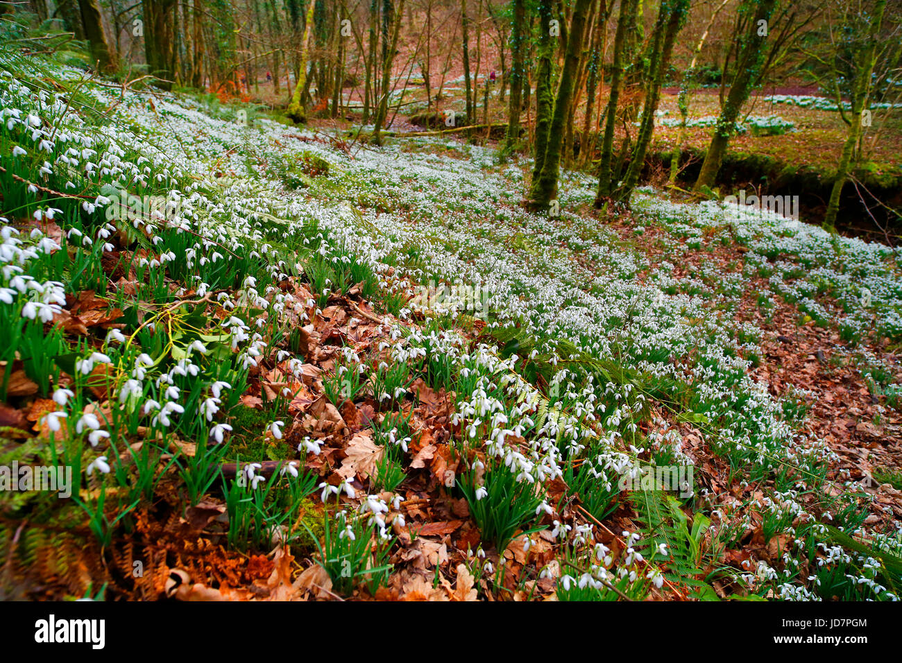 Snowdrop Valley near Wheddon Cross on Exmoor, Somerset Stock Photo - Alamy