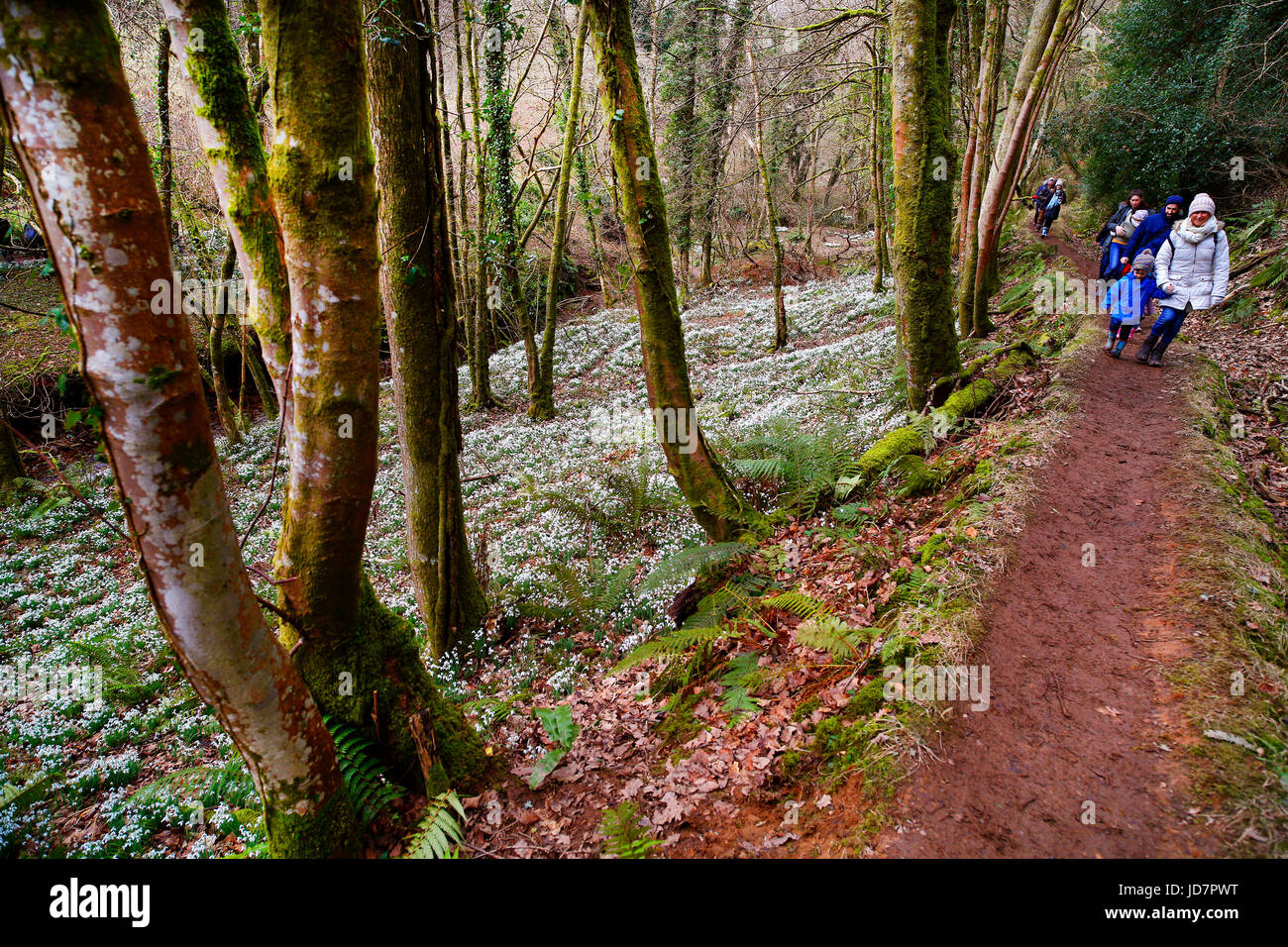 Snowdrop Valley near Wheddon Cross on Exmoor, Somerset Stock Photo - Alamy