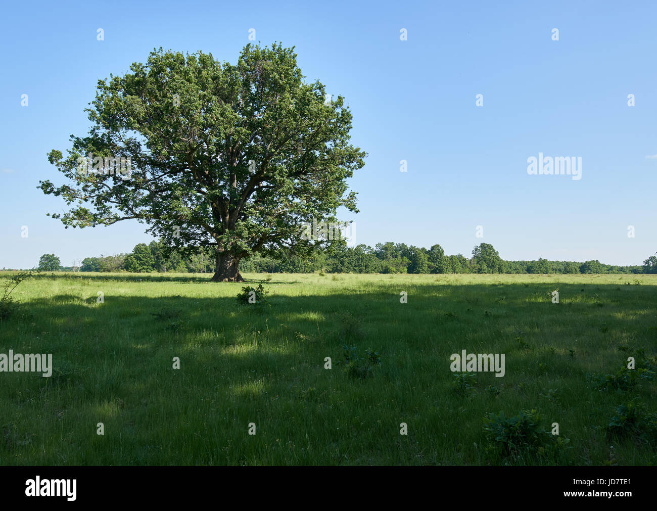 Centennial oak tree in front of the forest Stock Photo - Alamy