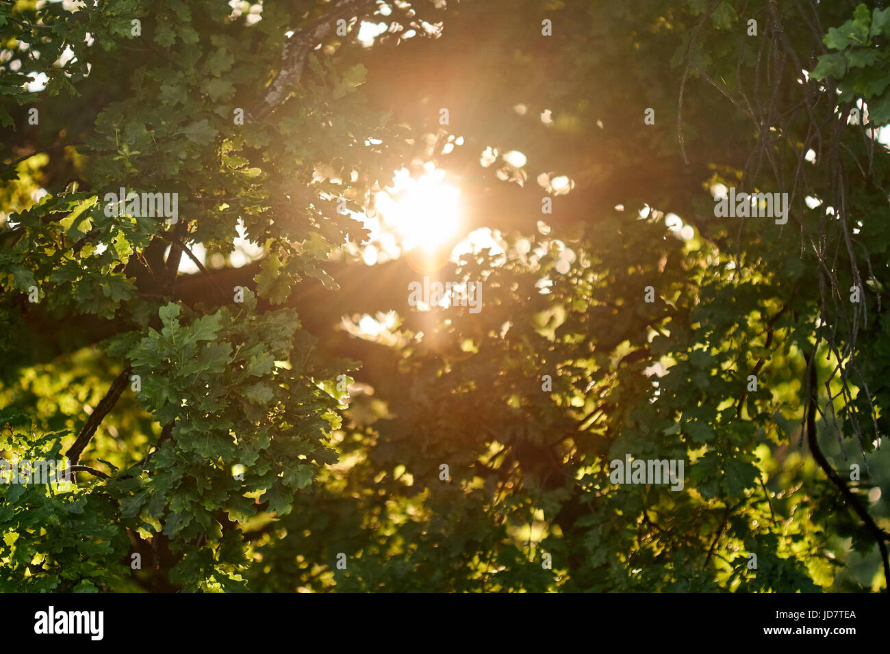 Sun breaking through oak branches and leaves Stock Photo - Alamy
