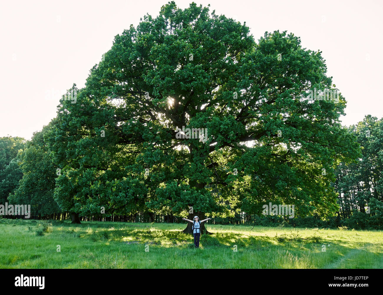 Woman hiker with backpack under a centennial oak tree Stock Photo - Alamy
