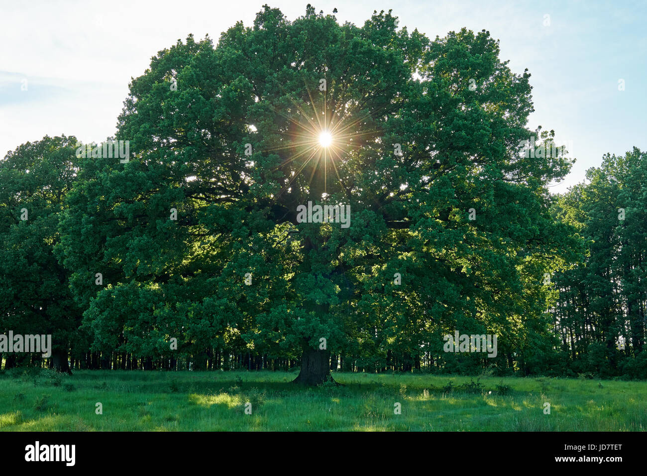 Big oak tree in front of the forest Stock Photo - Alamy