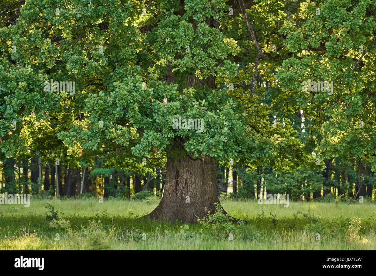 Big Oak Tree Forest