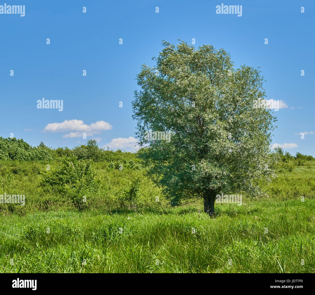 Big willow tree hi-res stock photography and images - Alamy