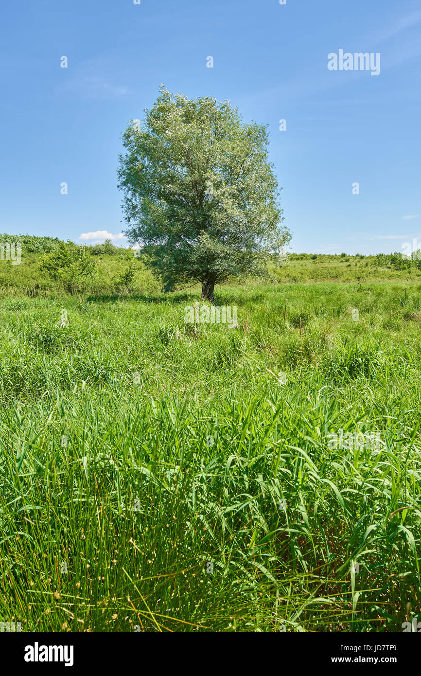 Big Willow Tree High Resolution Stock Photography and Images - Alamy