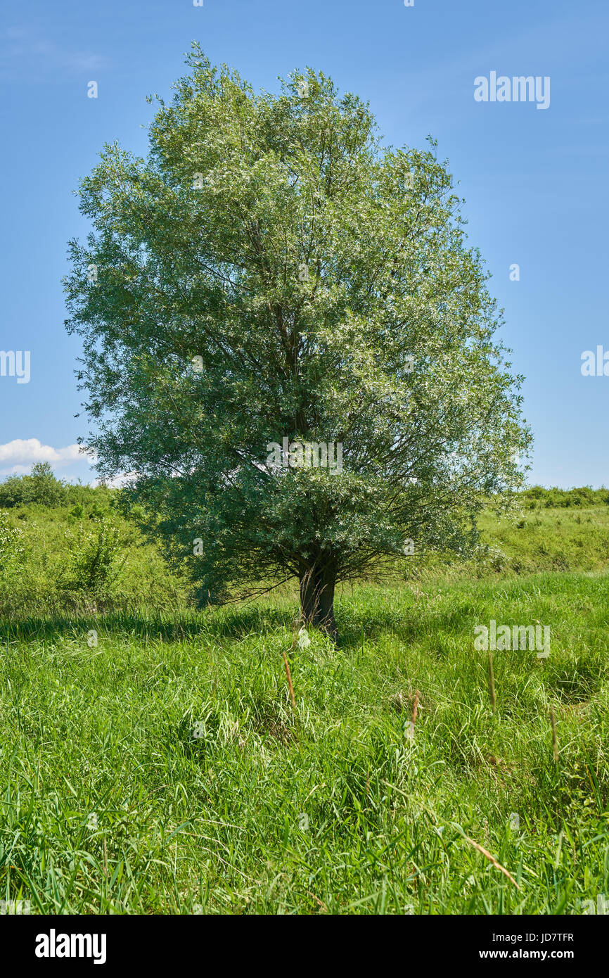 Big willow tree hi-res stock photography and images - Alamy