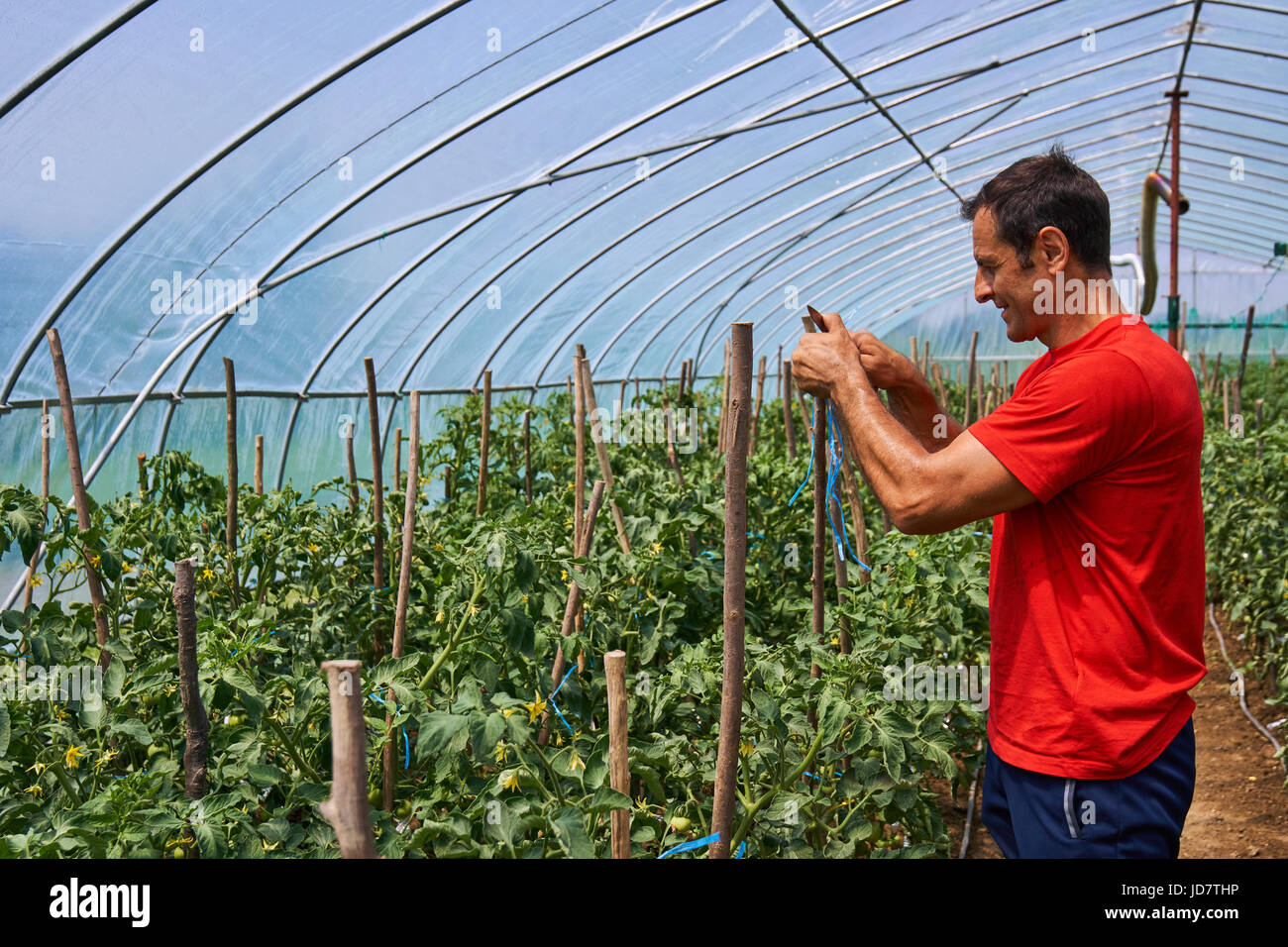 Farmer man working on his tomatoes in the greenhouse Stock Photo - Alamy
