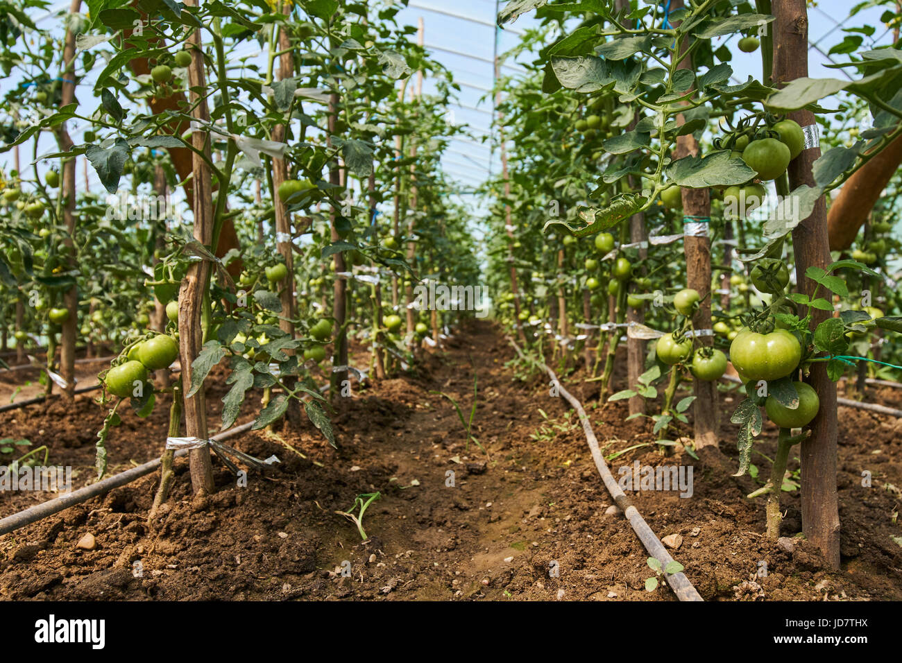 Ripening tomato rows in a greenhouse on vines Stock Photo - Alamy