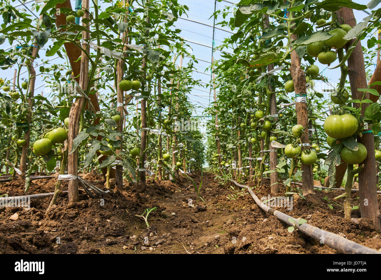 Ripening tomato rows in a greenhouse on vines Stock Photo - Alamy