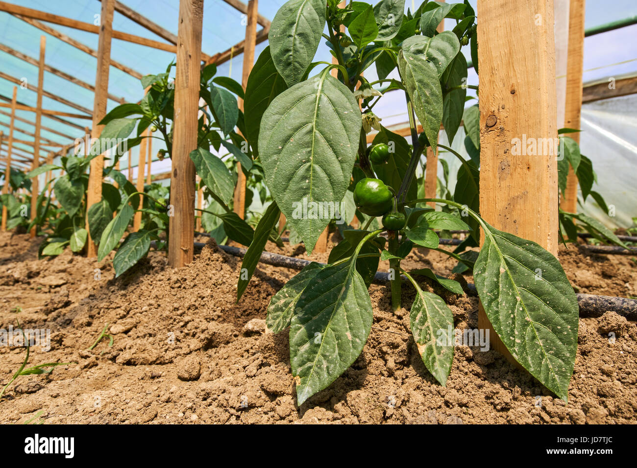 Rows of pepper bell plants growing in a greenhouse Stock Photo - Alamy