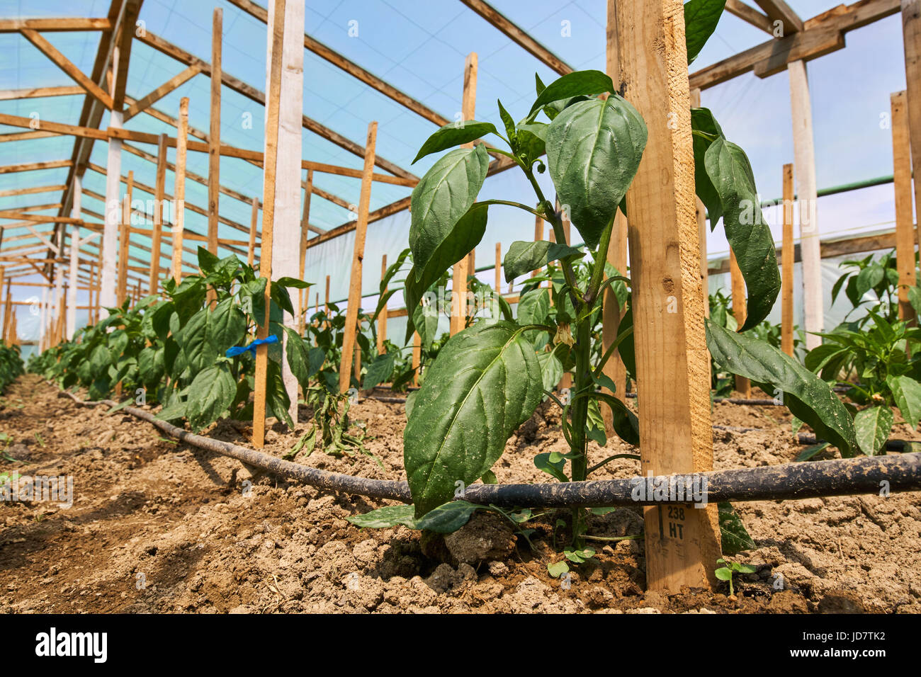 Rows of pepper bell plants growing in a greenhouse Stock Photo - Alamy