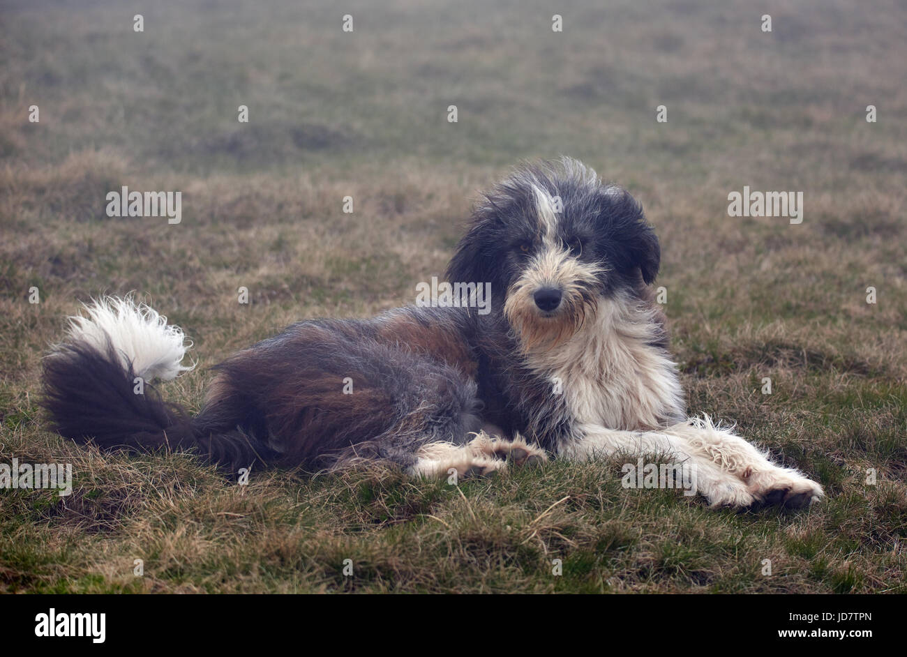 A big romanian carpathian shepherd dog in the grass Stock Photo - Alamy