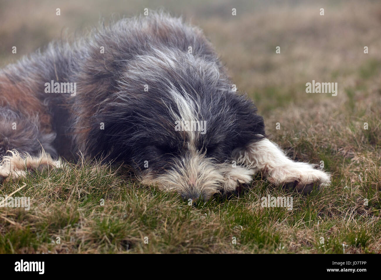 Are Carpathian Shepherds Good Dogs
