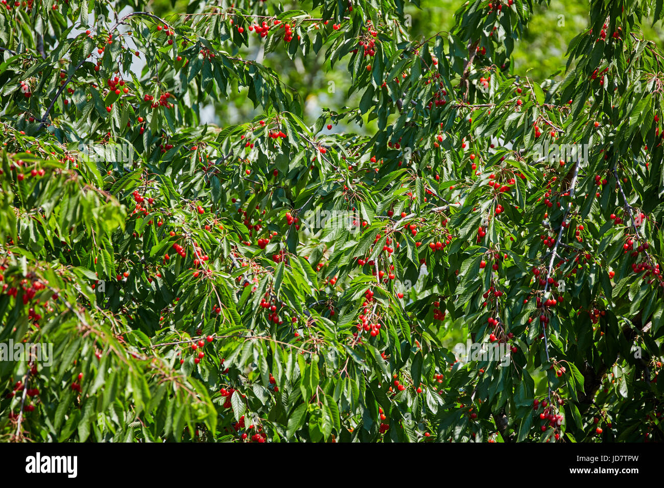 Branches of cherry tree with fruits on them Stock Photo - Alamy