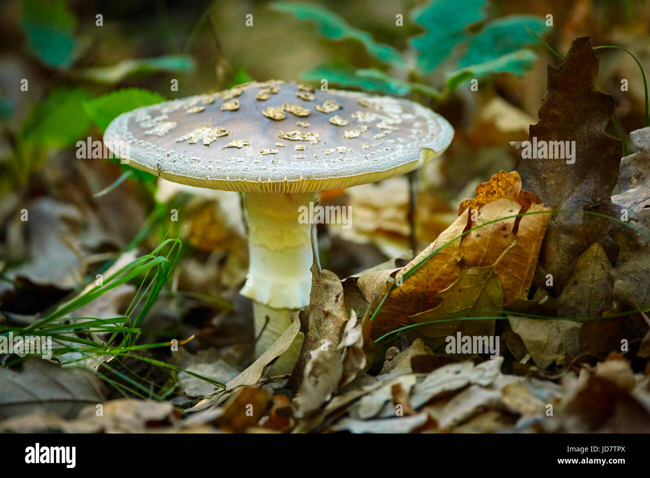 Amanita phalloides red hi-res stock photography and images - Alamy