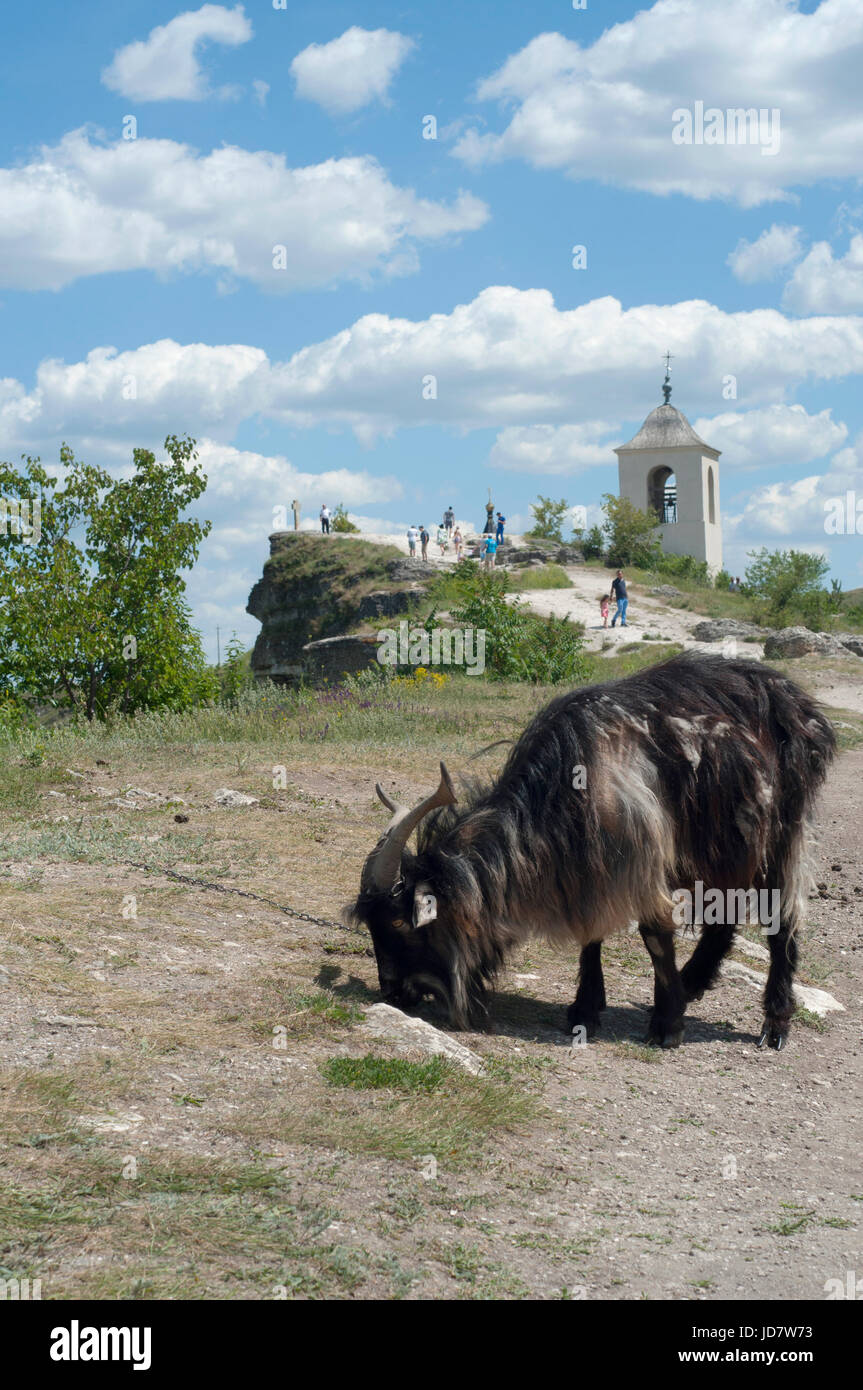 Goat grazing on a cliff in front of monastery. Domestic chained goat ...
