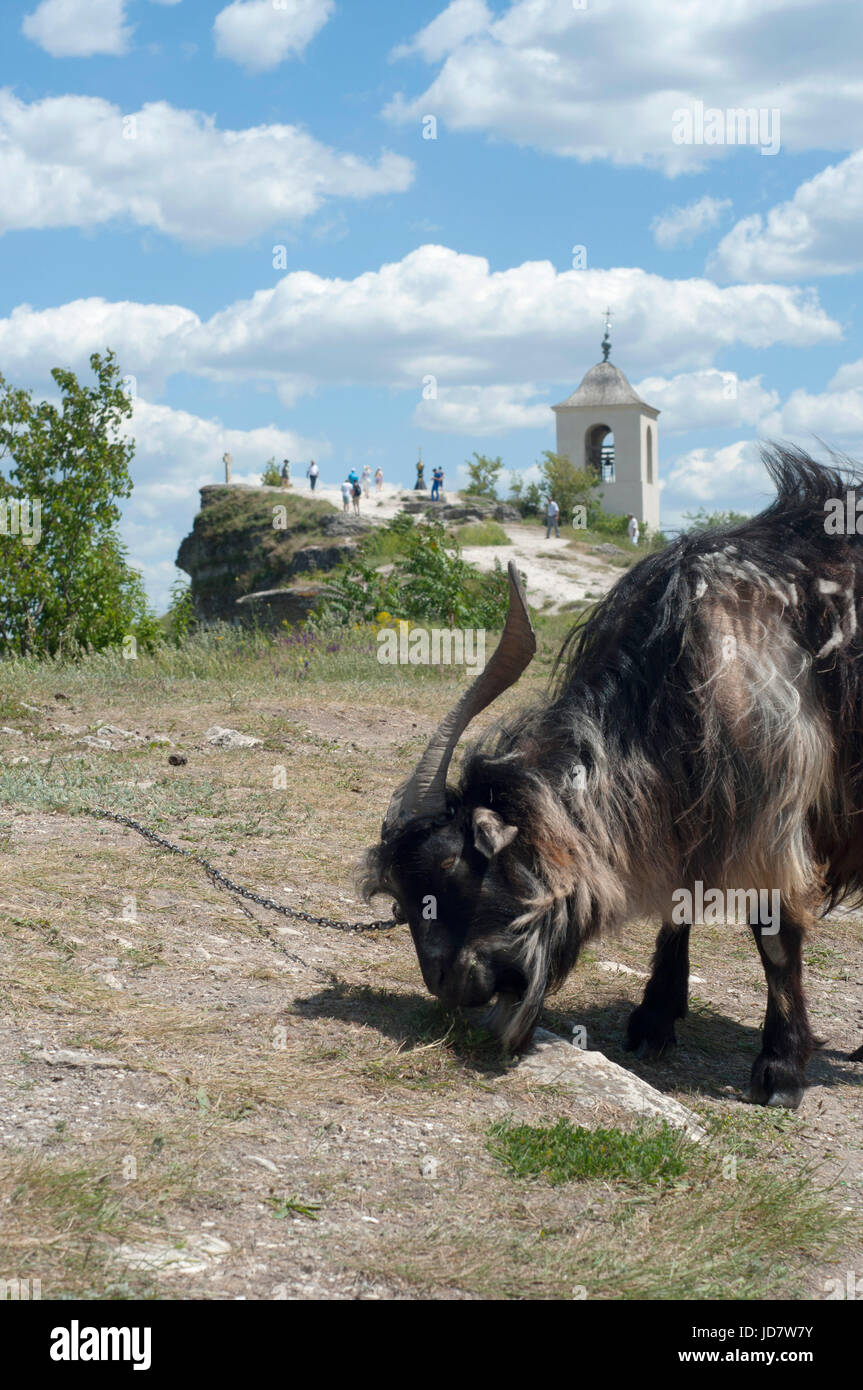 Goat grazing on a cliff in front of monastery. Domestic chained goat ...