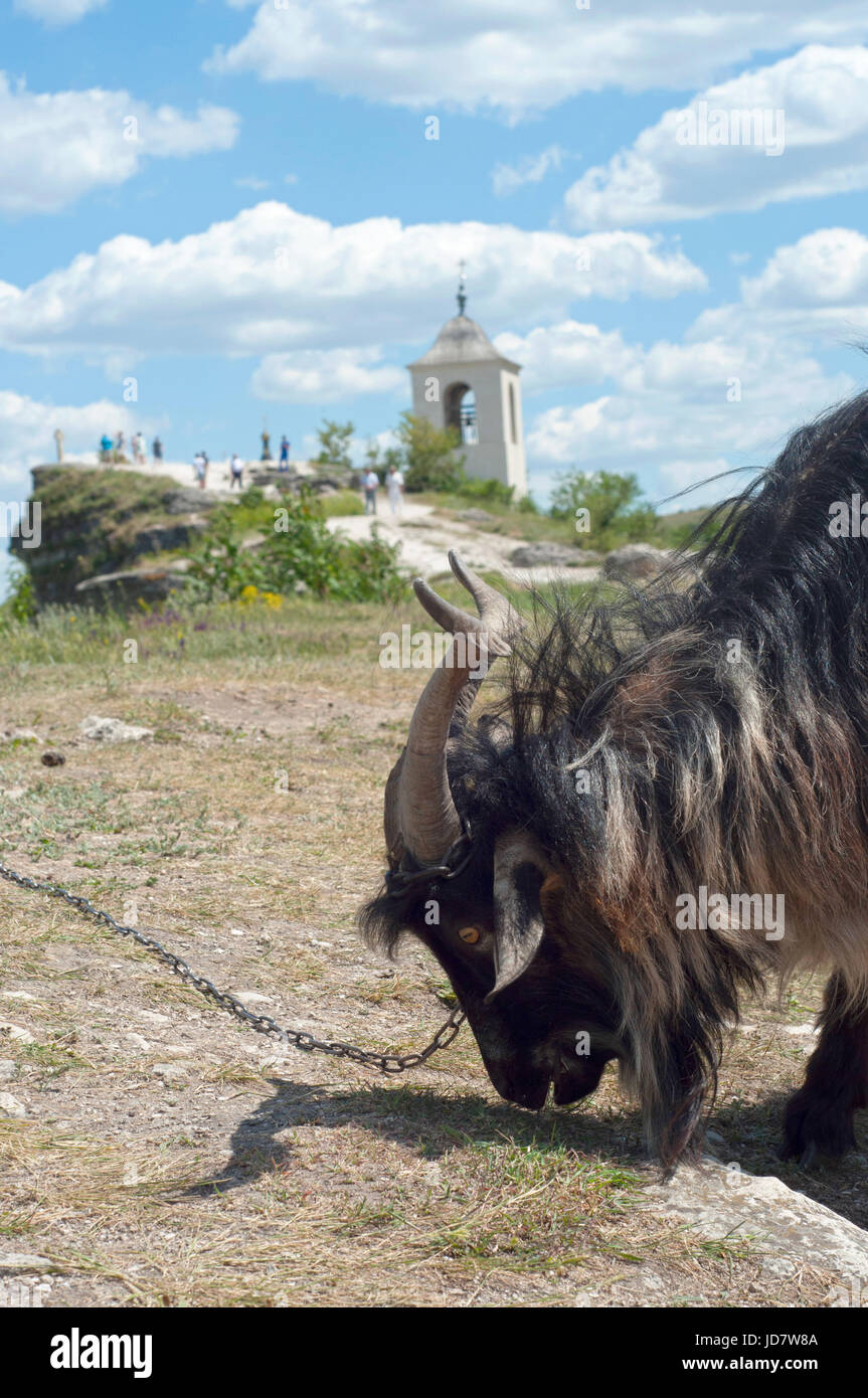 Goat grazing on a cliff in front of monastery. Domestic chained goat ...