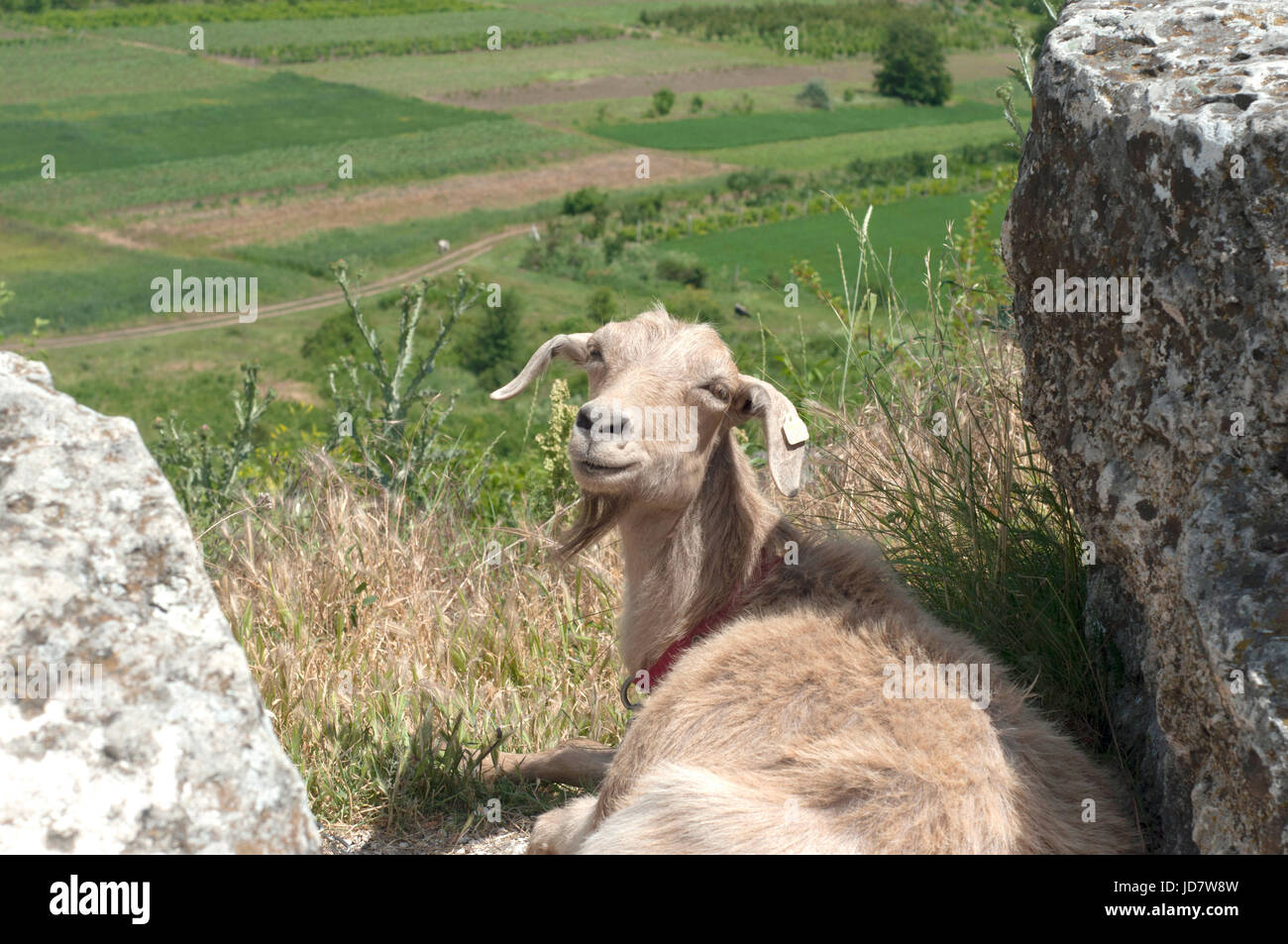 Mountain goat hair on rock hi-res stock photography and images - Alamy