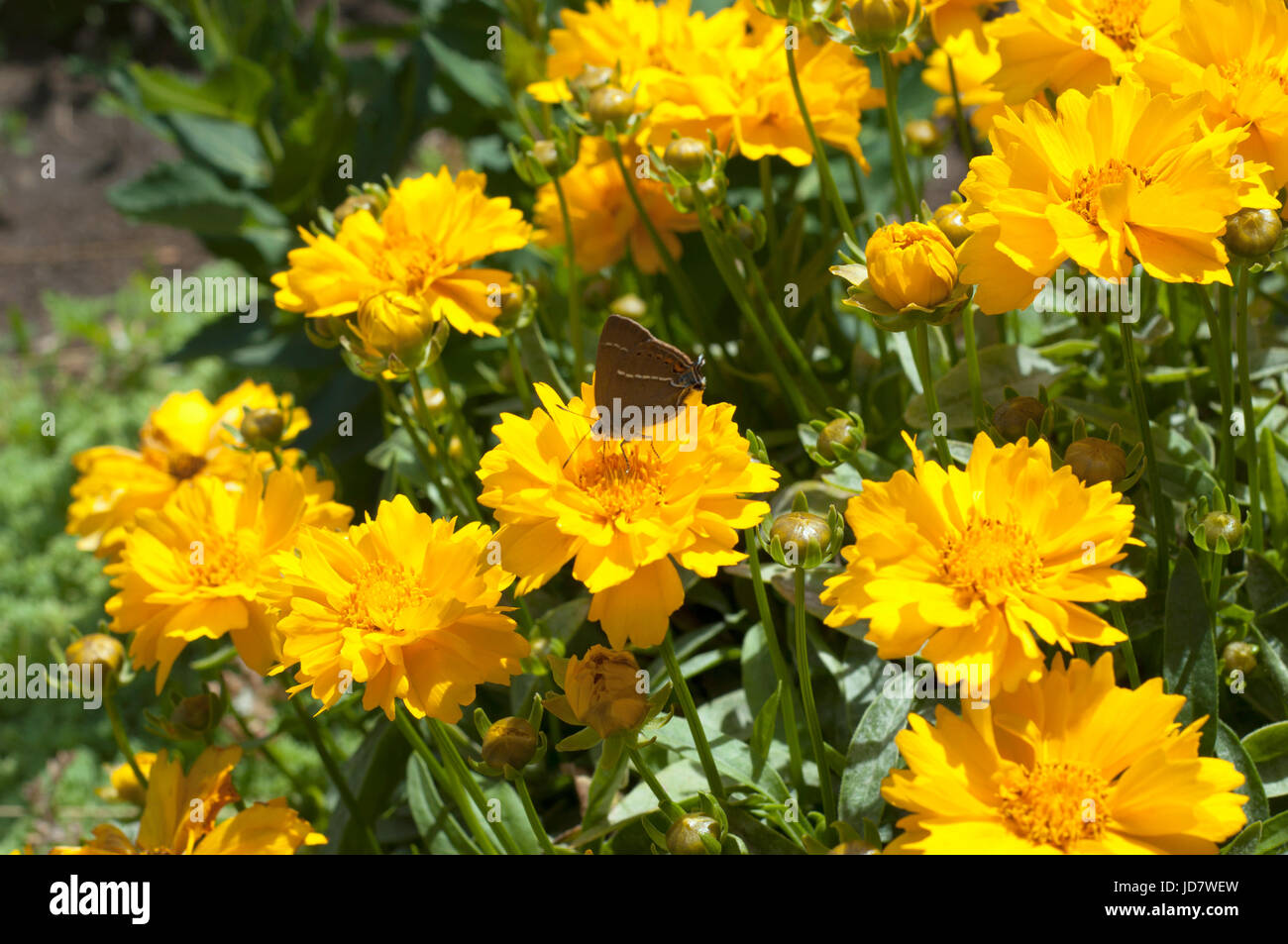 Butterfly coreopsis flower hi-res stock photography and images - Alamy