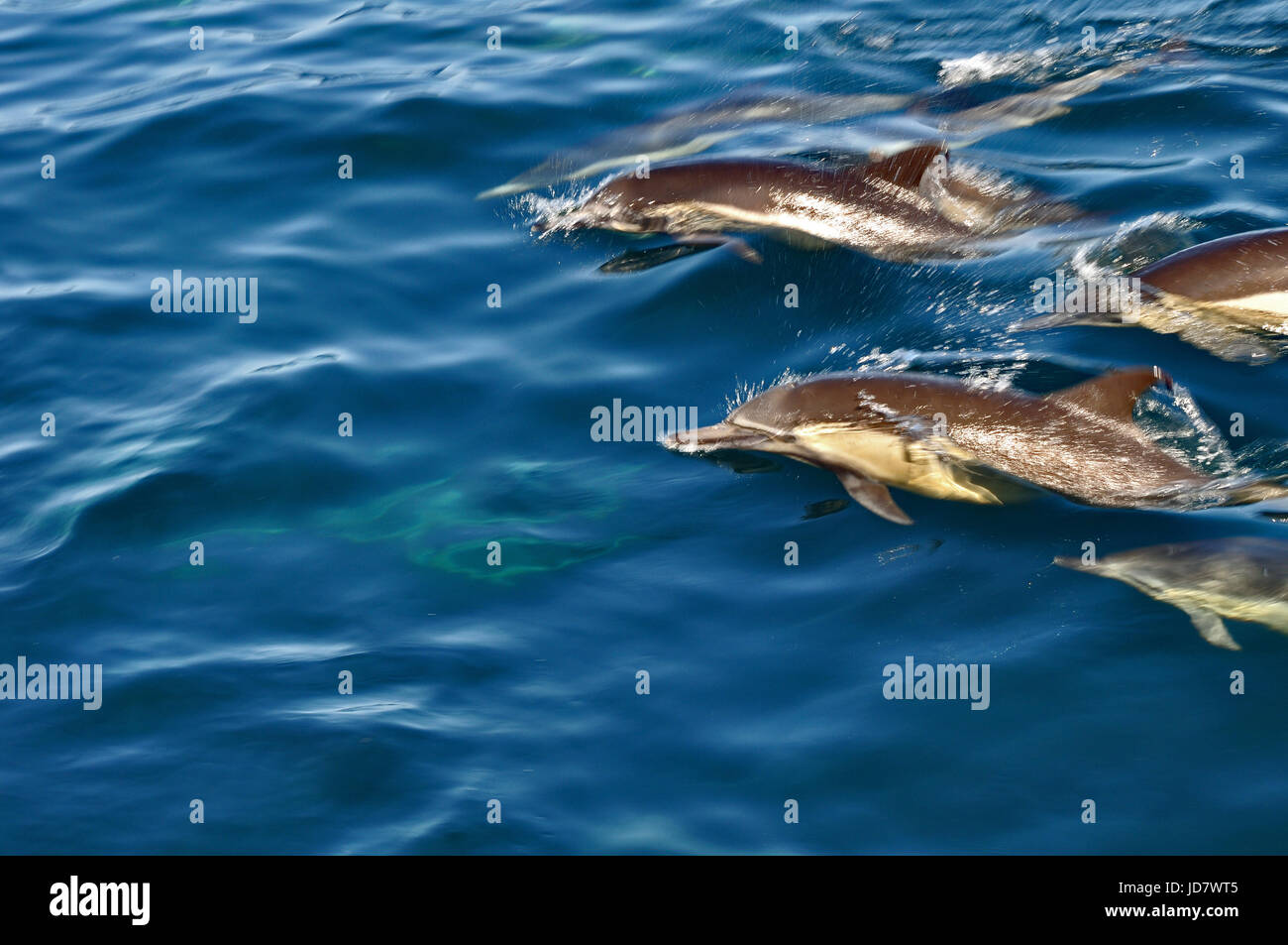 A pack of dolphins racing on the ocean surface Stock Photo - Alamy