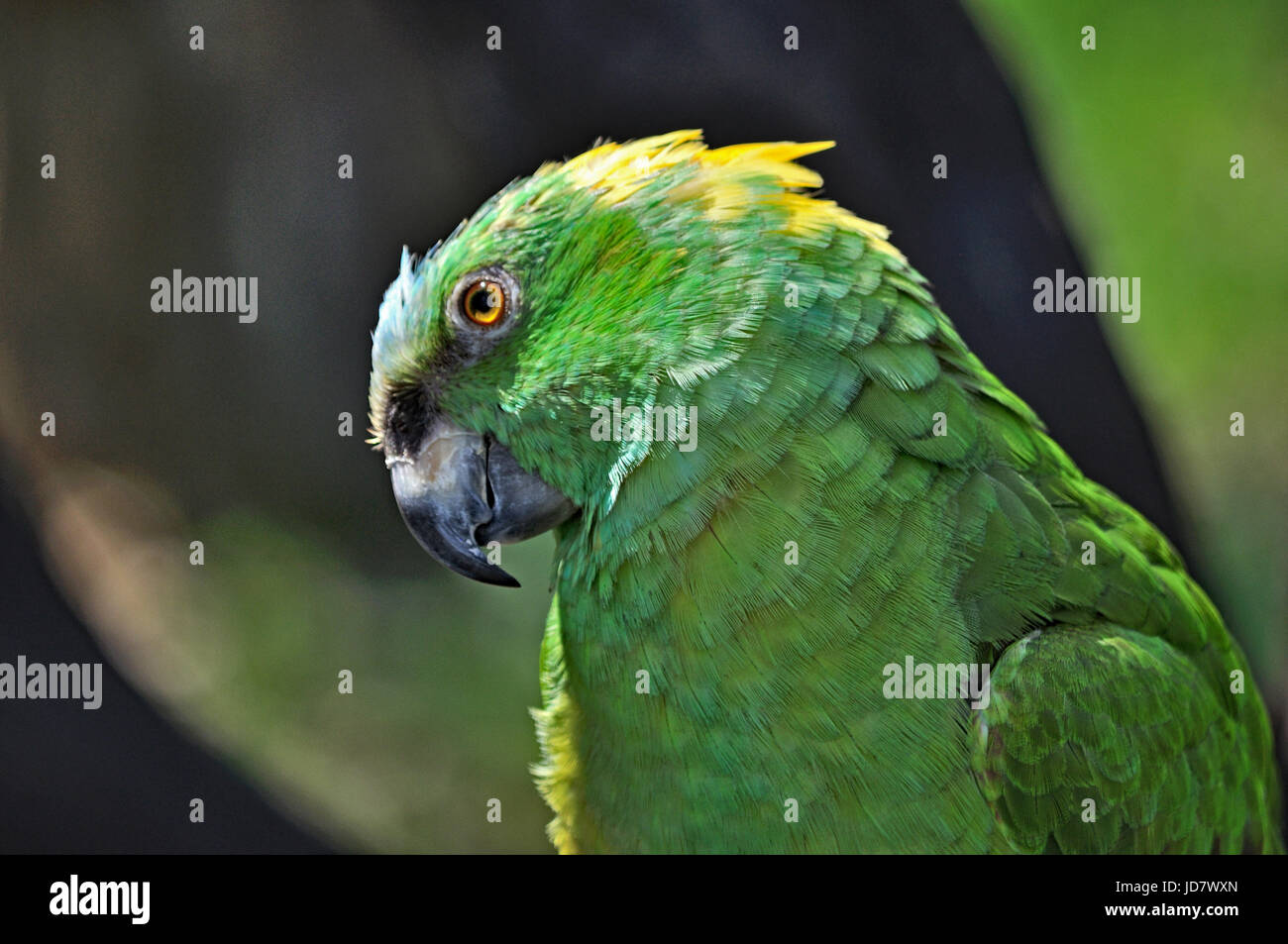 Amazonian parrot head hi-res stock photography and images - Alamy