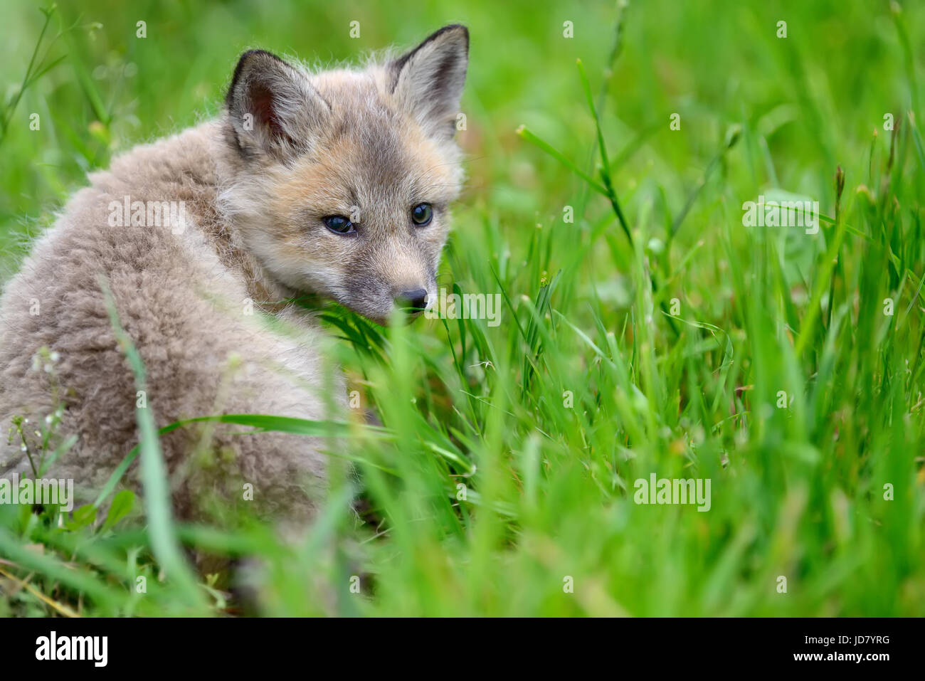 Close up baby silver fox in grass Stock Photo - Alamy