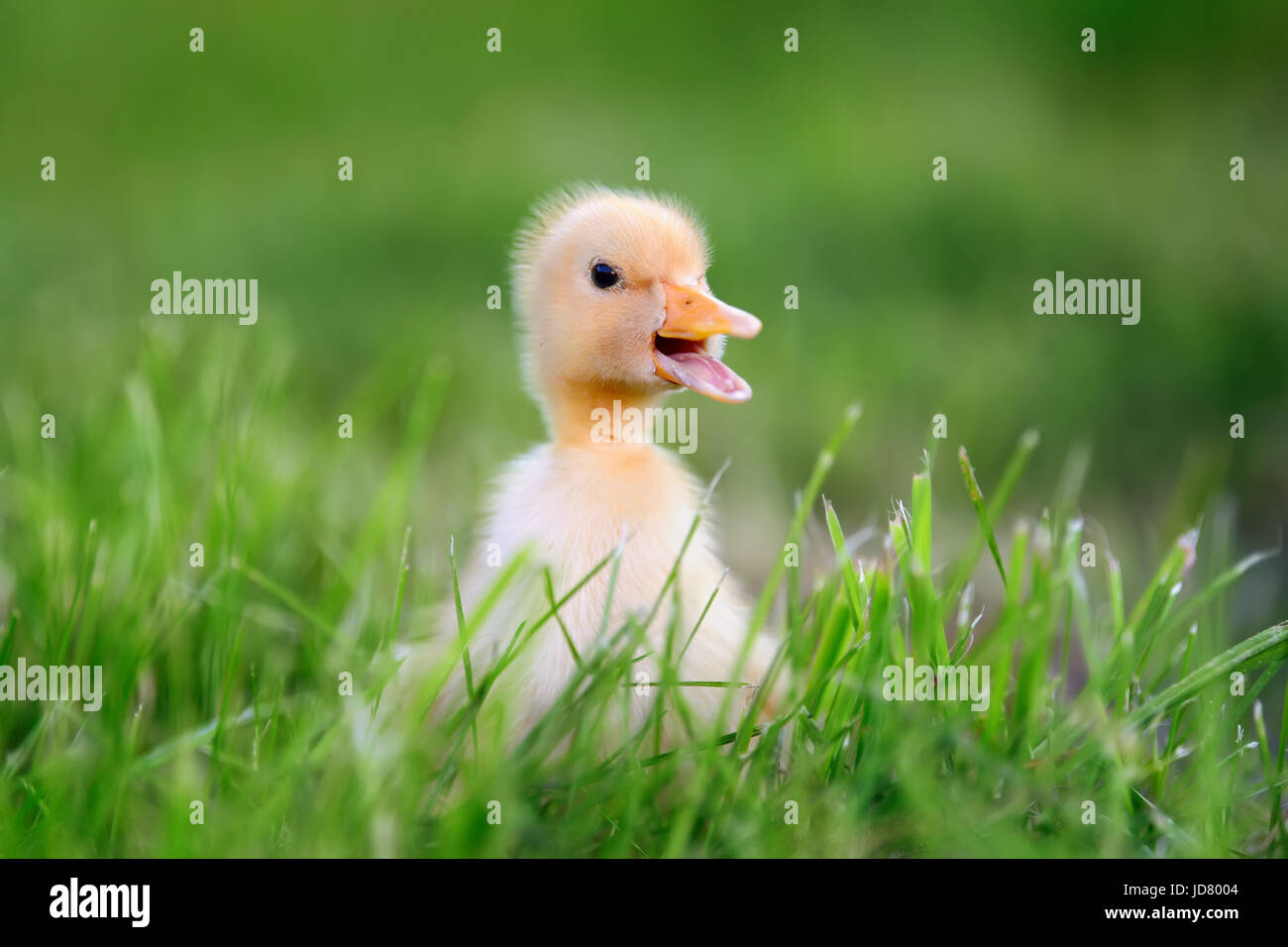 Little yellow duckling on green grass Stock Photo - Alamy