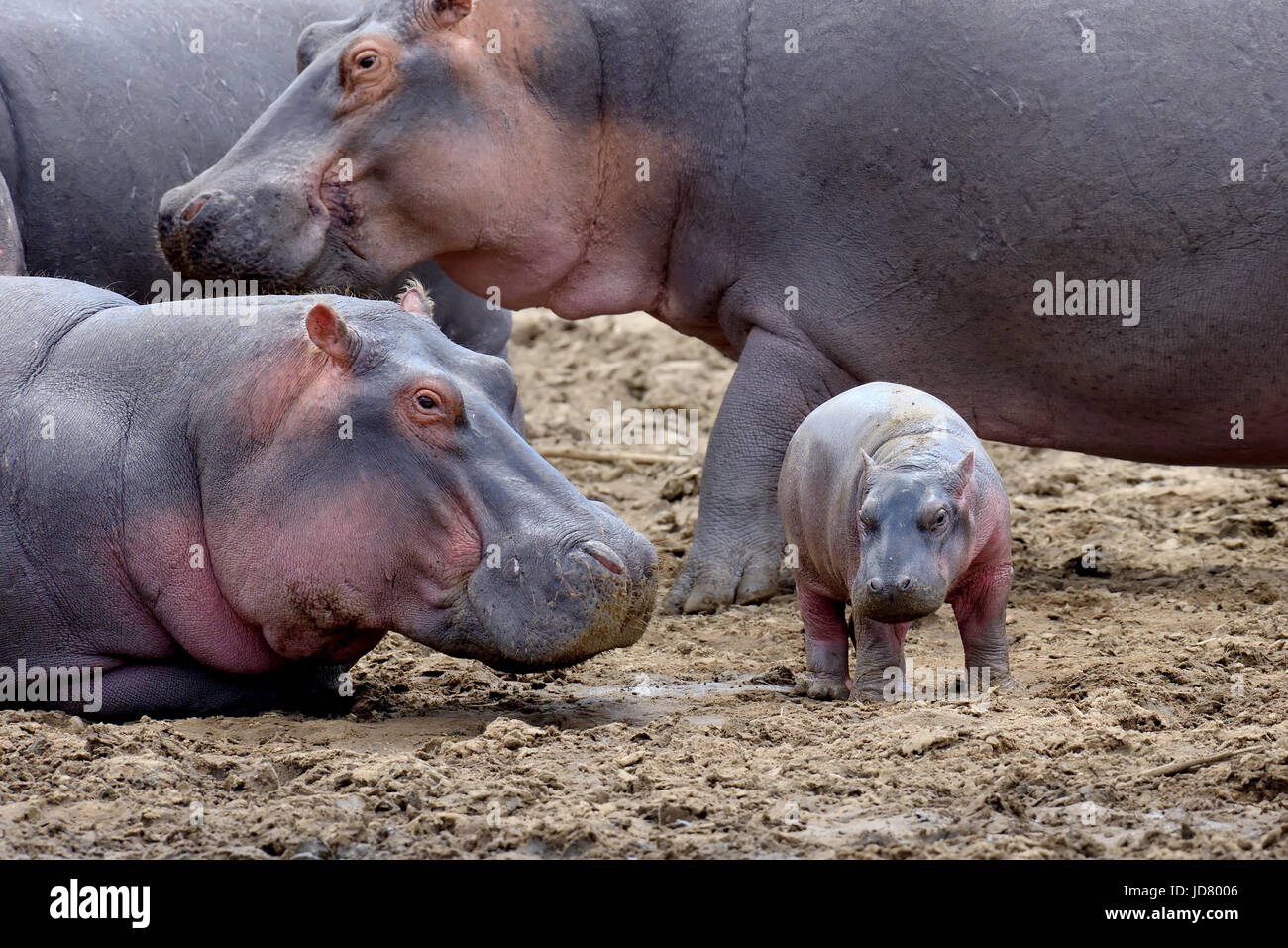 Hippo family hippopotamus amphibius outside hi-res stock photography ...