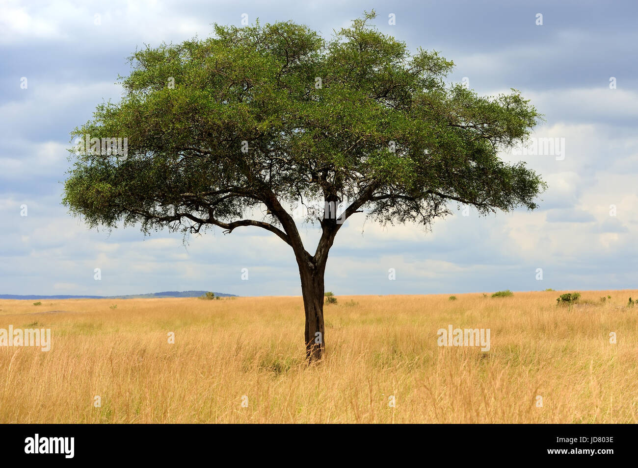 Beautiful landscape with tree in National park of Kenya, Africa Stock ...