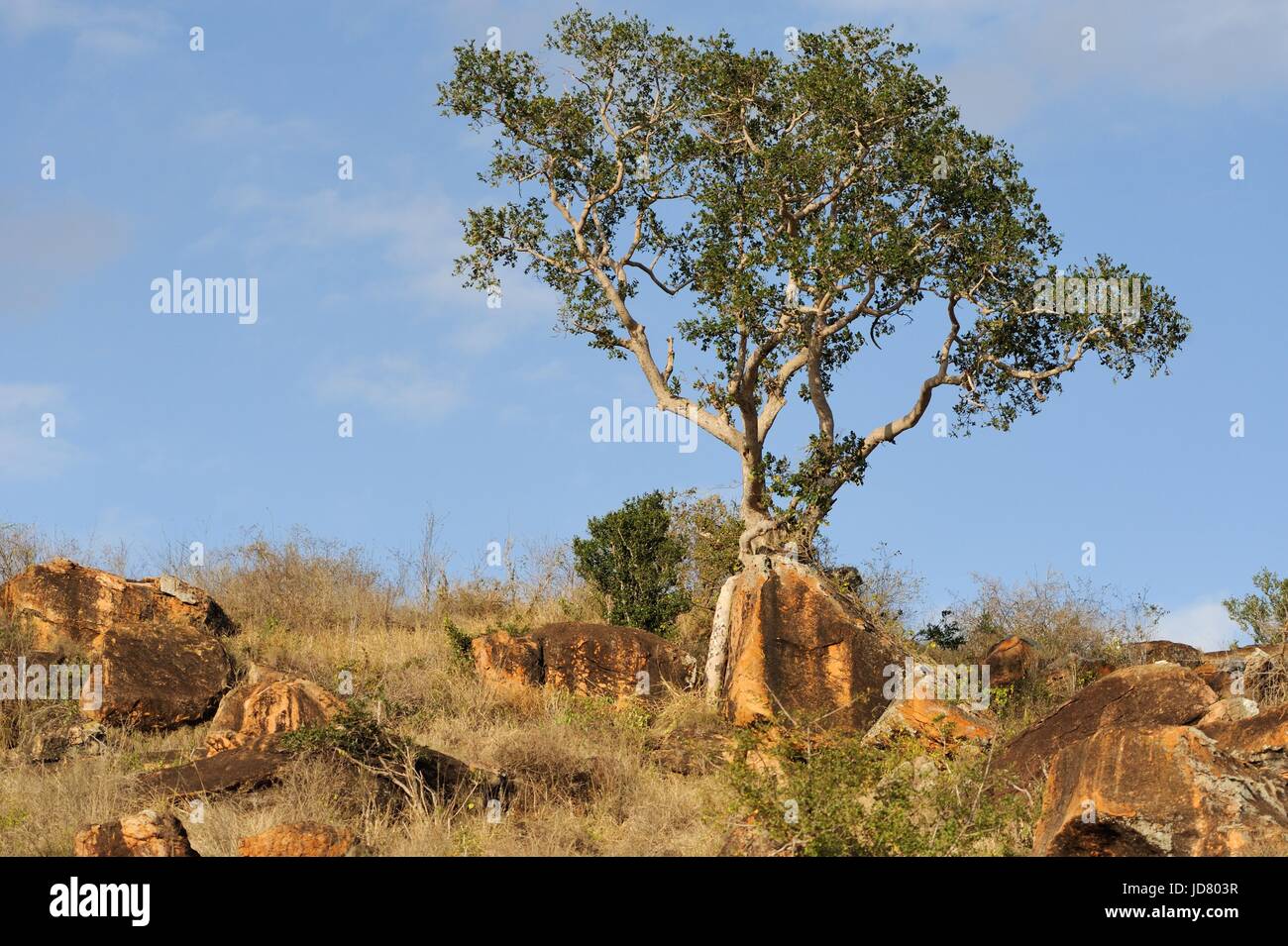 Beautiful landscape with tree in Africa Stock Photo - Alamy