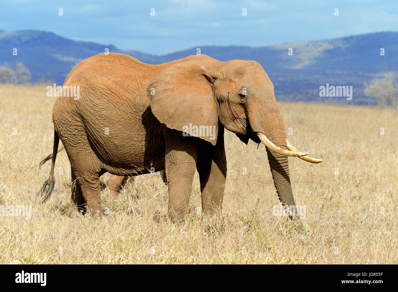 Elephant in National park of Kenya, Africa Stock Photo - Alamy