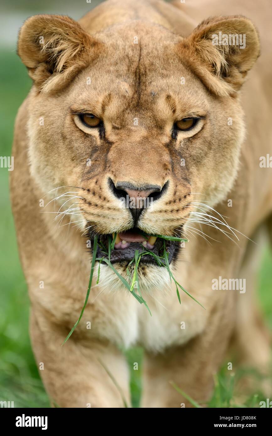 Closeup portrait of a african Lion Stock Photo - Alamy